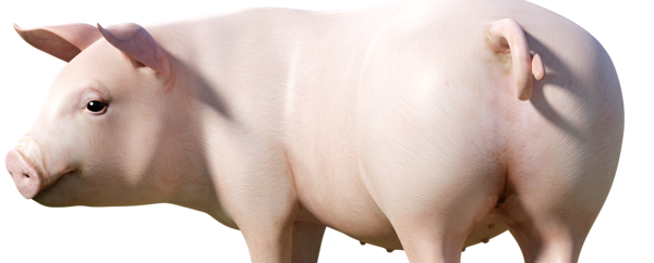 A language of their own